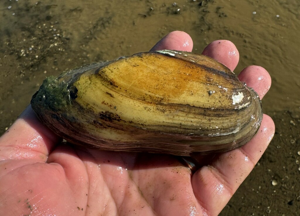 Yellow Sandshell from Tennessee River, Decatur Harbor, Limestone County ...