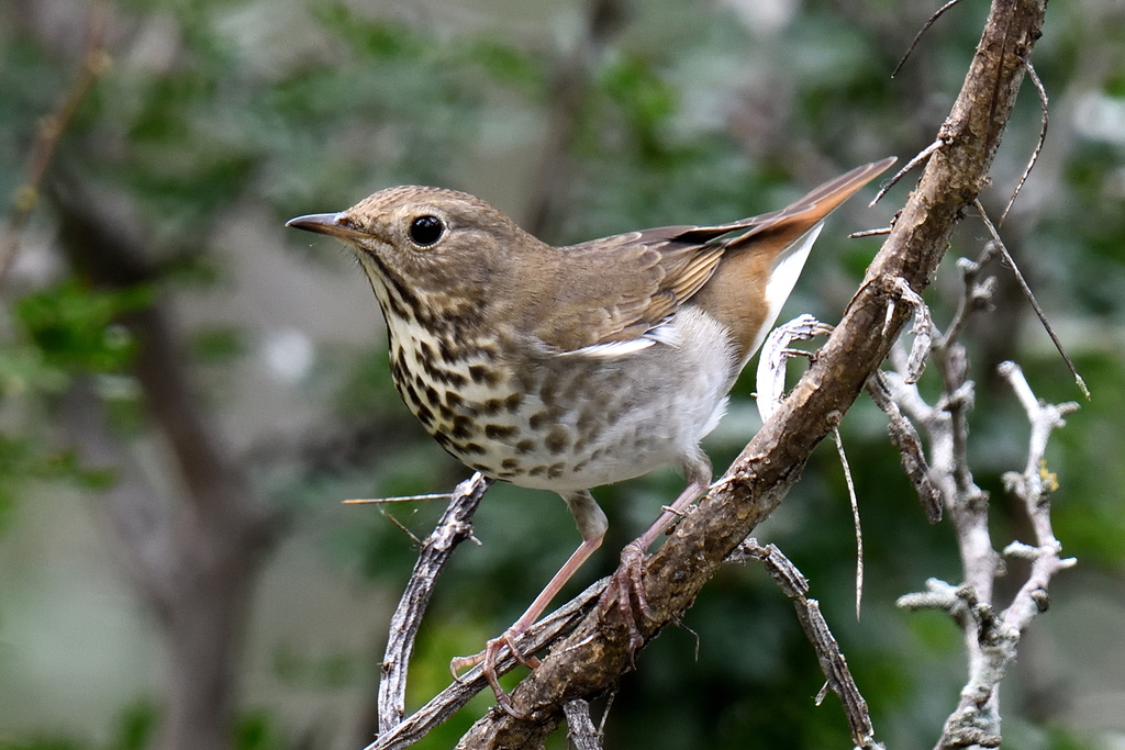 Hermit Thrush from Bustamante, N.L., México on November 16, 2024 at 10: ...