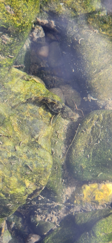 Lizard Goby from 10-4 Kamoimaichō, Sakyo Ward, Kyoto, 606-0821 일본 on ...