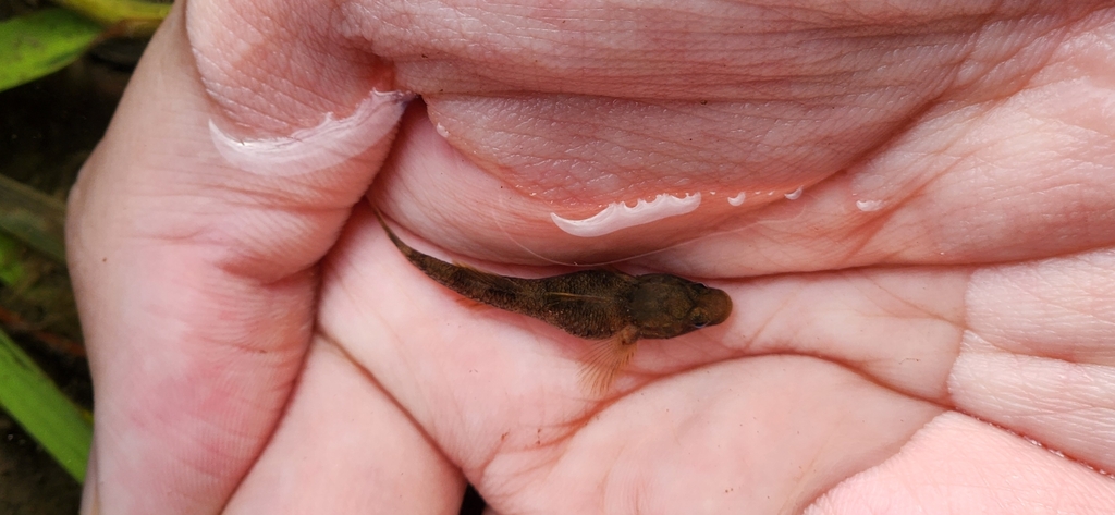Lizard Goby from 일본 〒606-0821 교토부 교토시 사쿄구 가모이마이초 on November 18, 2024 ...