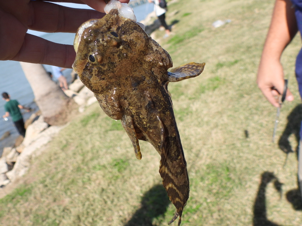 Gulf Toadfish from Pelican Island, Galveston, TX, USA on November 16 ...