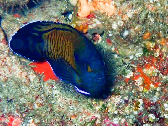 Brown Pygmy Angelfish from seven mile, Sodwana Bay, St Lucia, 3974 ...