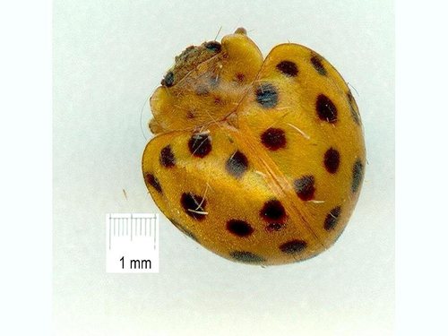 Epilachna sumbana · iNaturalist Mexico