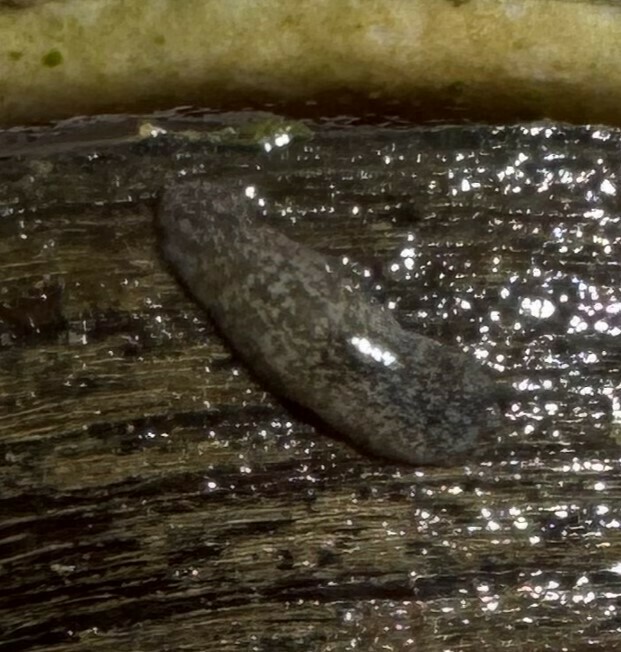 Girardia from Tennessee River, Decatur Harbor, Limestone County, AL ...