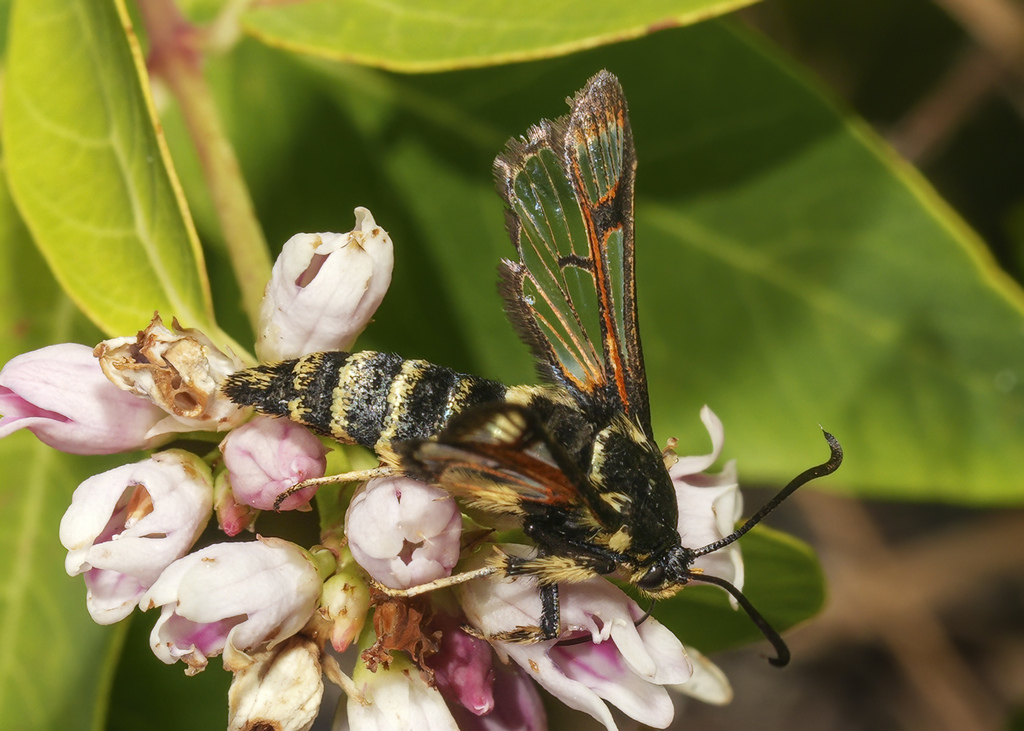 Fireweed Clearwing Moth from Old Blewett Pass Hwy, Chelan County, WA ...