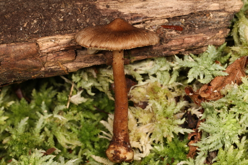 Bulbous fibrecap (Inocybe napipes)