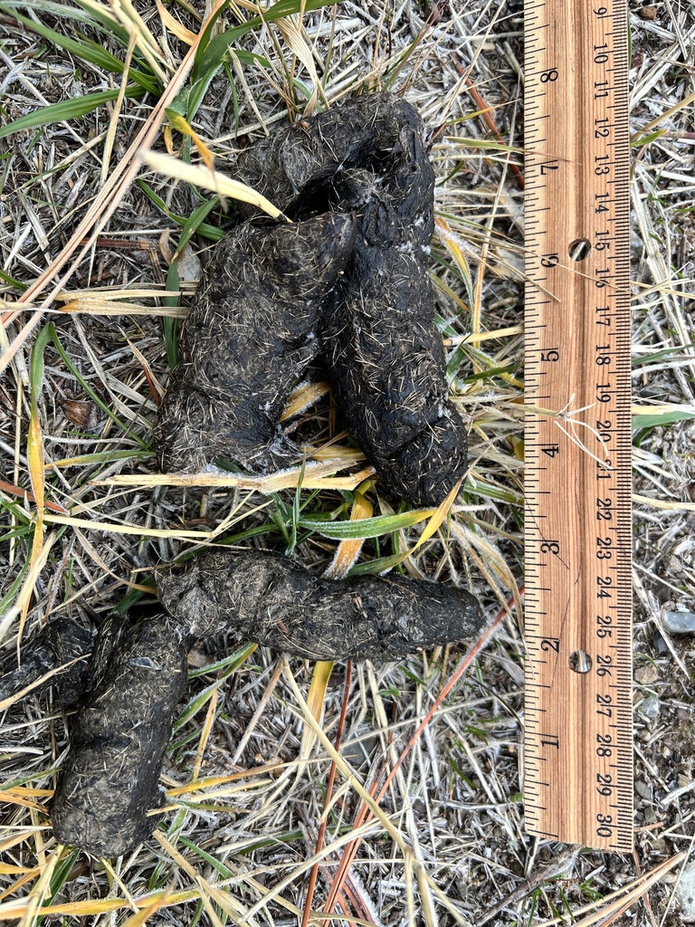 Gray Wolf in November 2024 by valleycolemans. Very large scat with lots ...