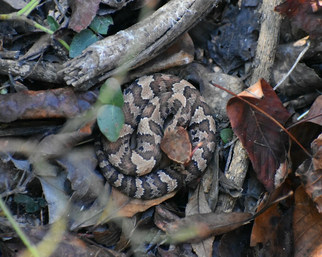 Northern Cottonmouth from Dorchester County, SC, USA on November 16 ...