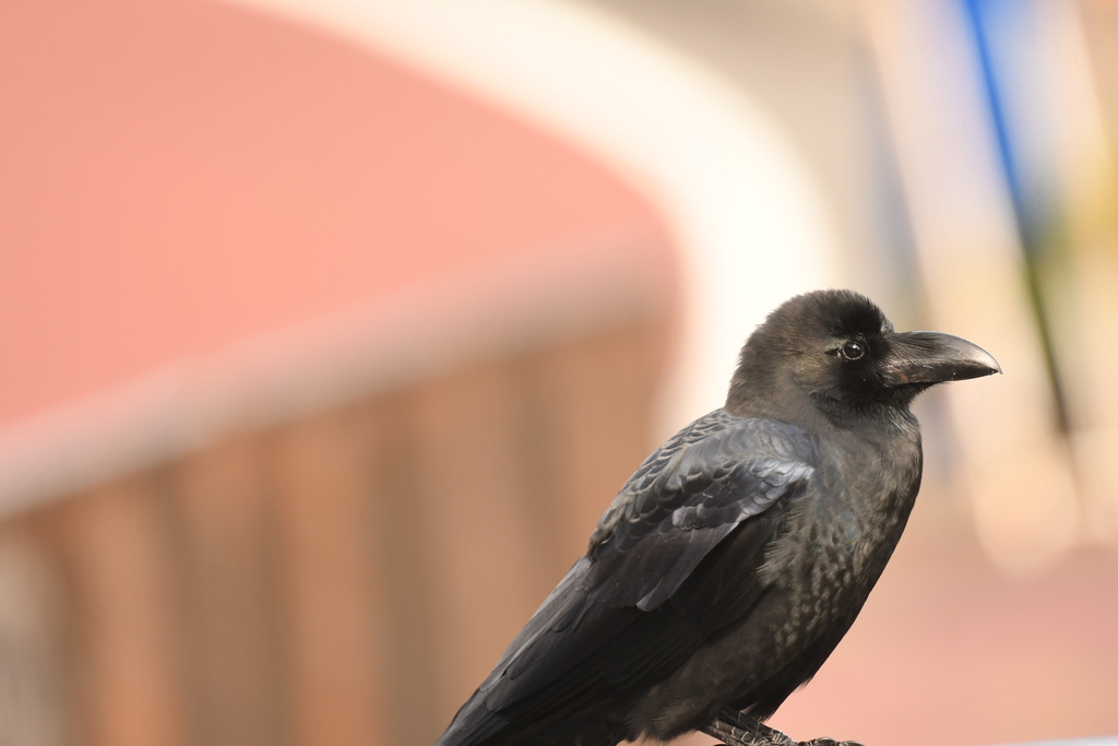 Japanese Crow from Oyama, Miyake, Tokyo 100-1213, Japan on October 11 ...