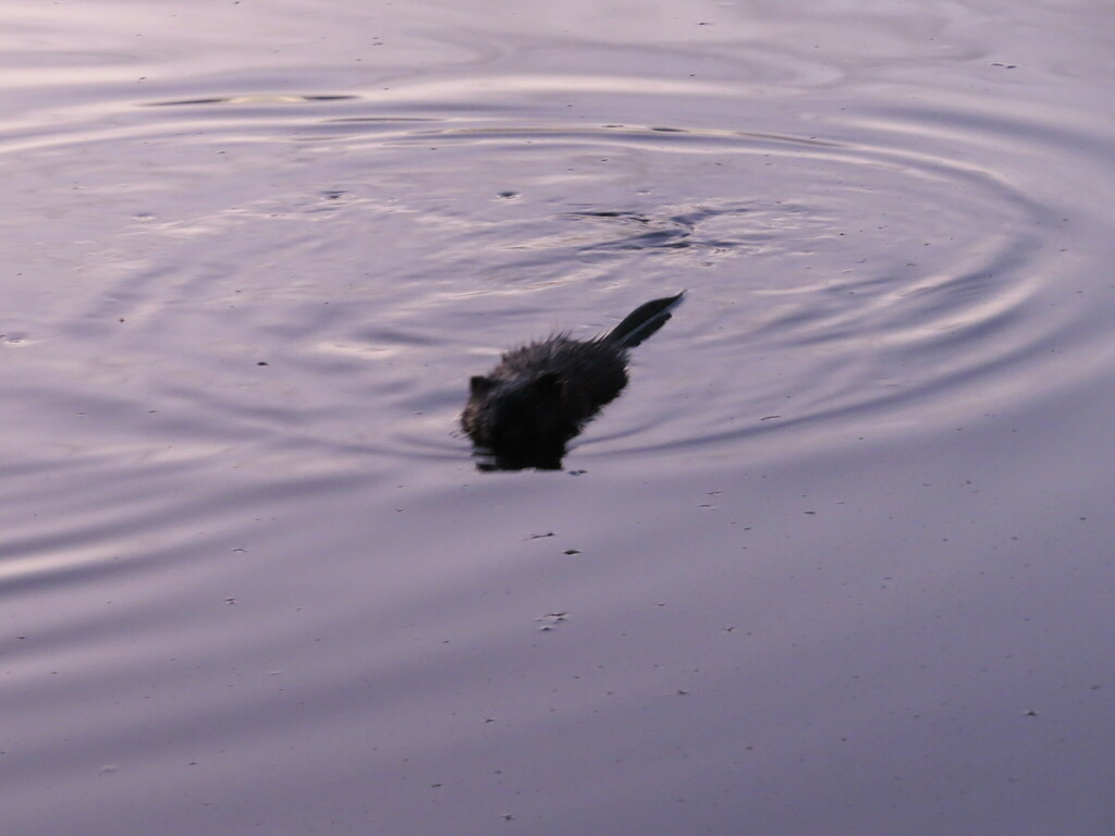 Muskrat in November 2024 by mhalsted. Continuing-Already counted. This ...