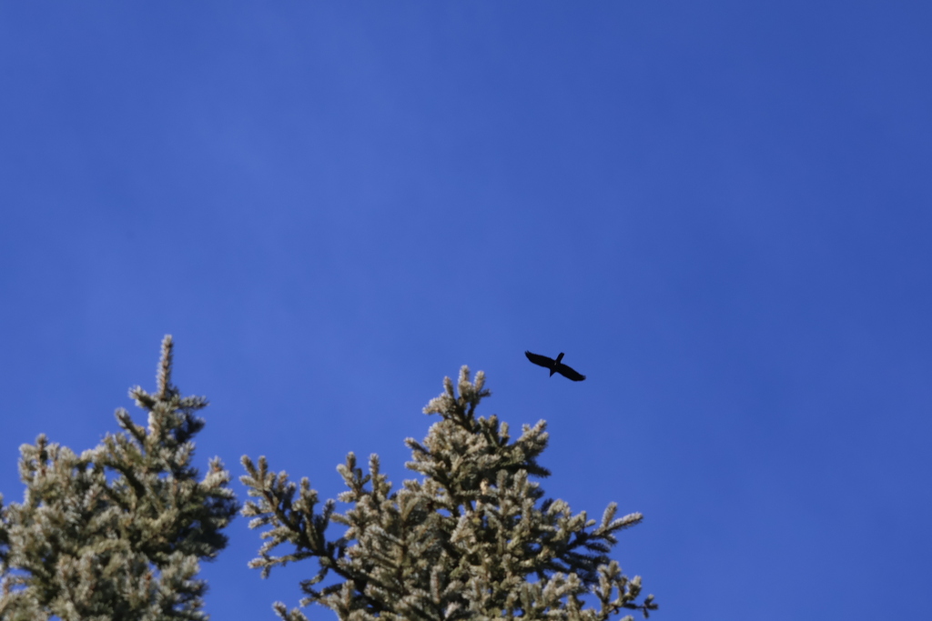 American Crow from Southwest Calgary, Calgary, AB, Canada on November ...