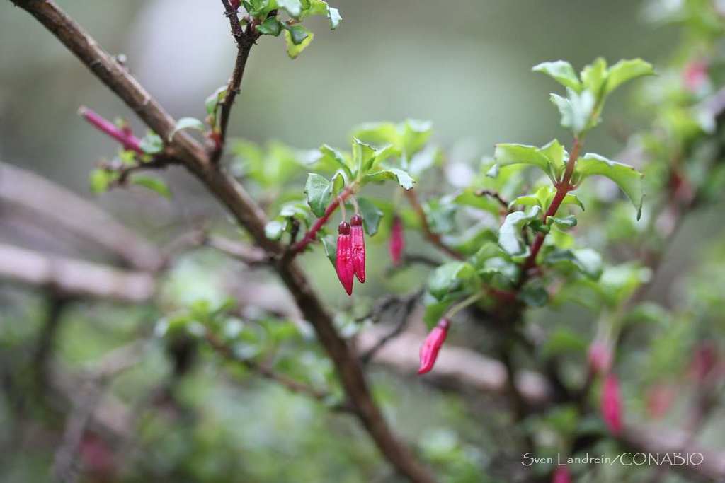 (Fuchsia microphylla microphylla) - Botanical Realm