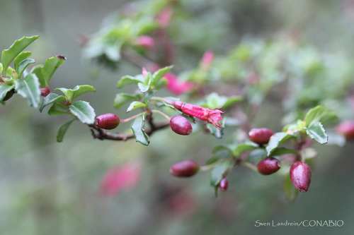 (Fuchsia microphylla subsp. microphylla)
