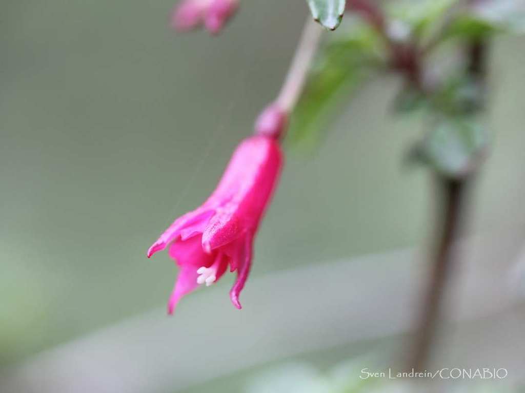 (Fuchsia microphylla microphylla) - Botanical Realm