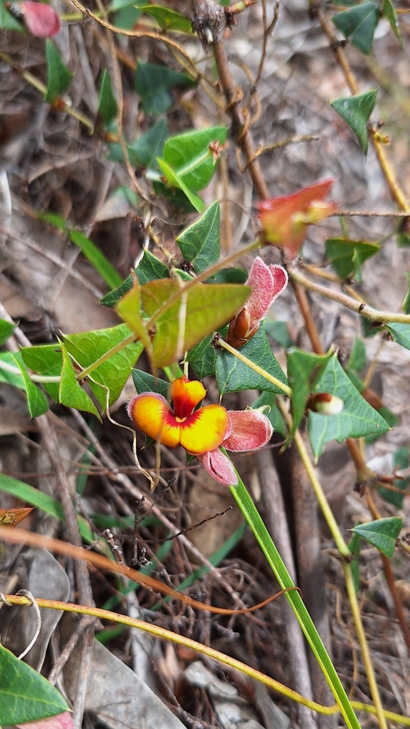 Common Flat-pea from Coromandel East SA 5157, Australia on November 18 ...