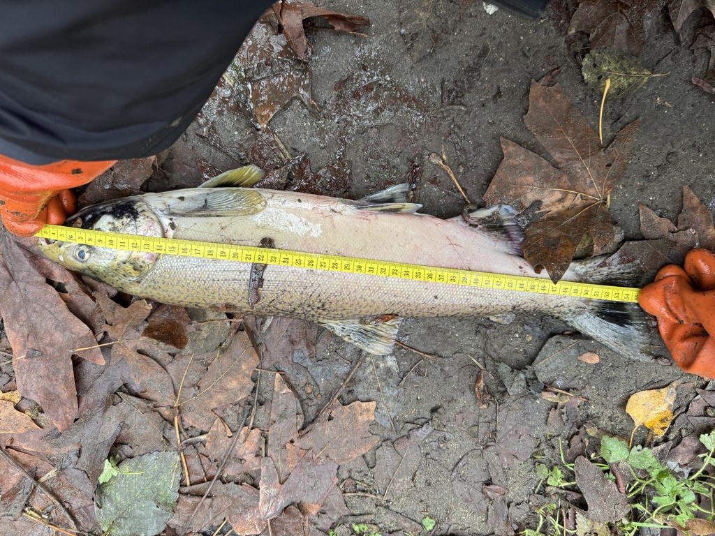 Coho Salmon from 26th Ave SW, Seattle, WA, US on November 17, 2024 at ...