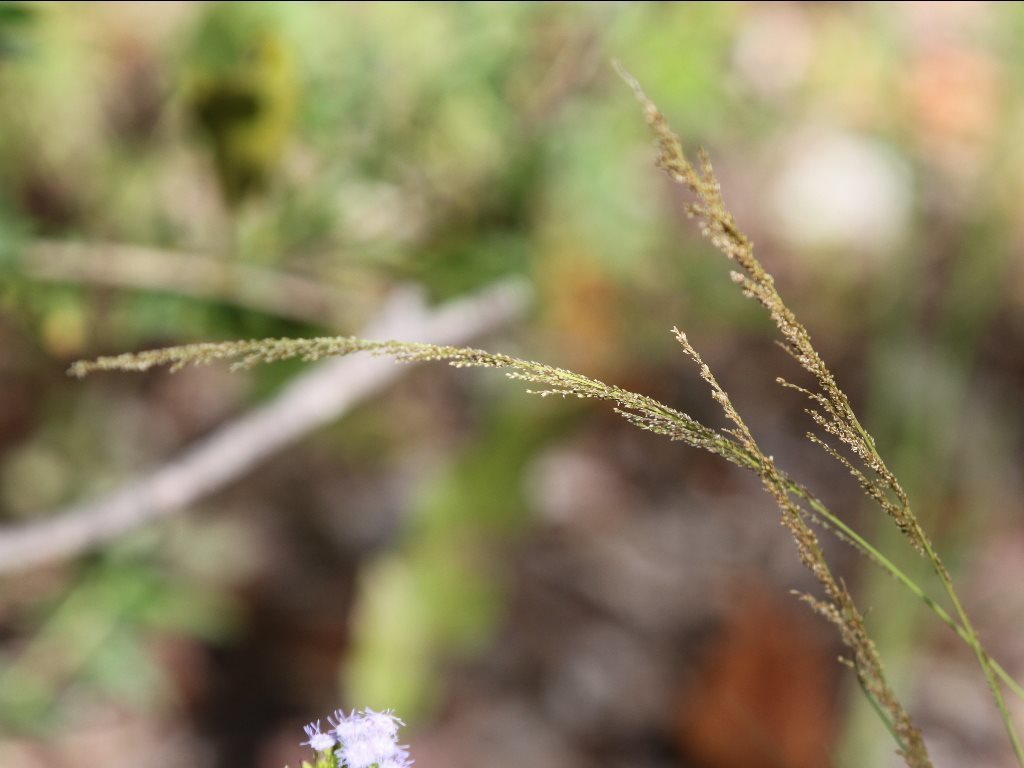 Giant Ratstail Grass from LOT 1 Stock Route Alleyway, Hervey Range QLD ...