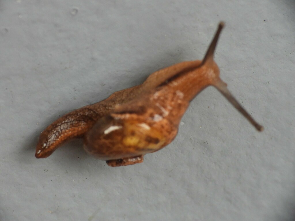 Iridescent Semi-Slug from Coomba Park NSW 2428, Australia on November ...