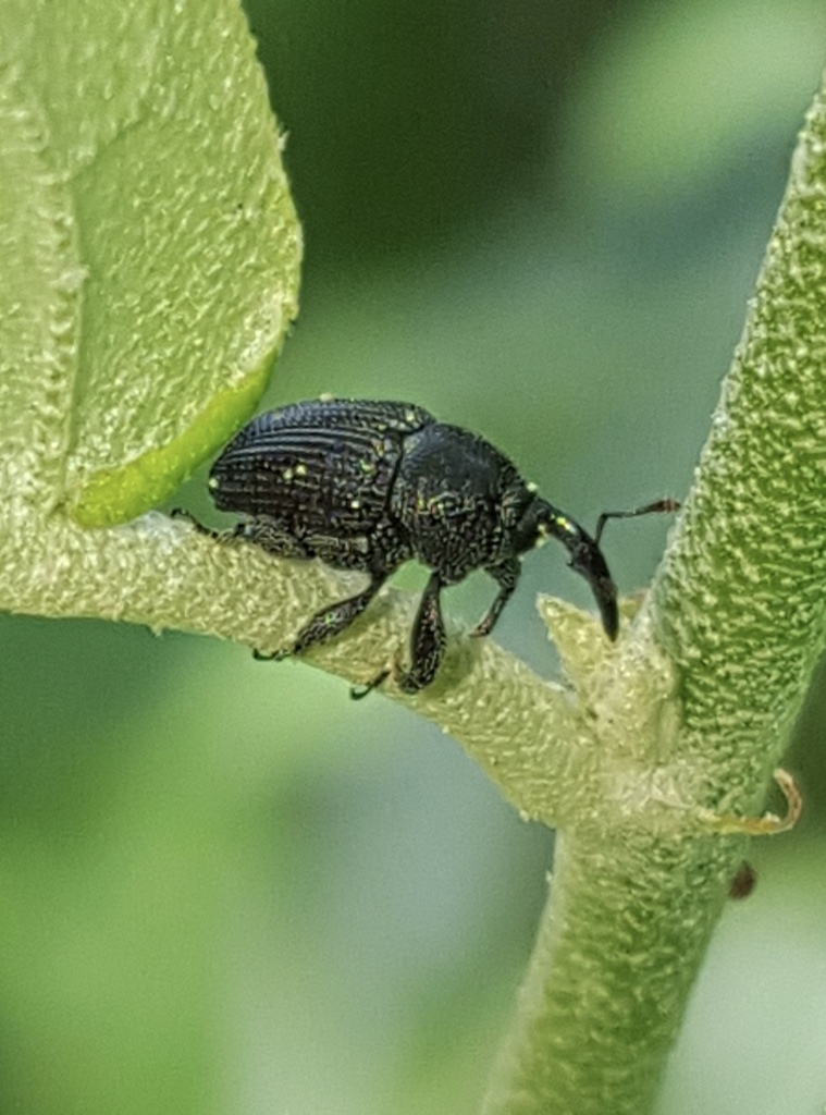 Flower Weevils (Putnam County Site Observations - Fishflies, lacewings ...