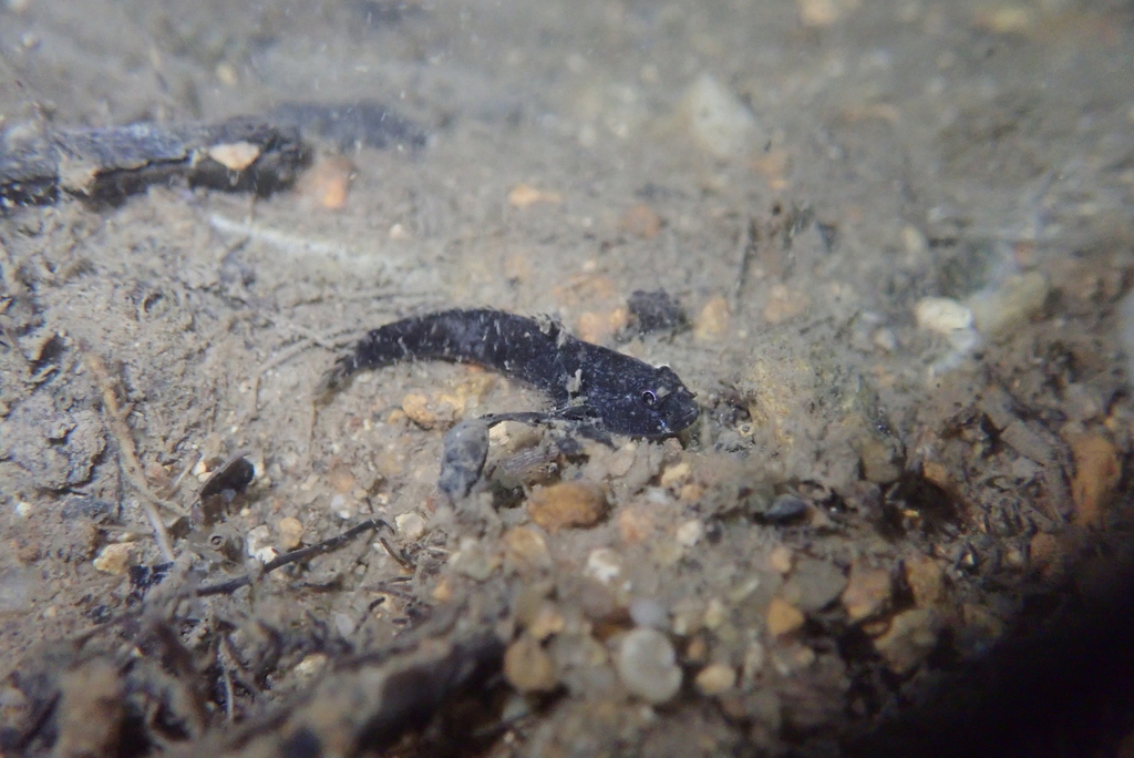 Drombus from Tung Chung on November 17, 2024 at 01:19 PM by Tommy Hui ...