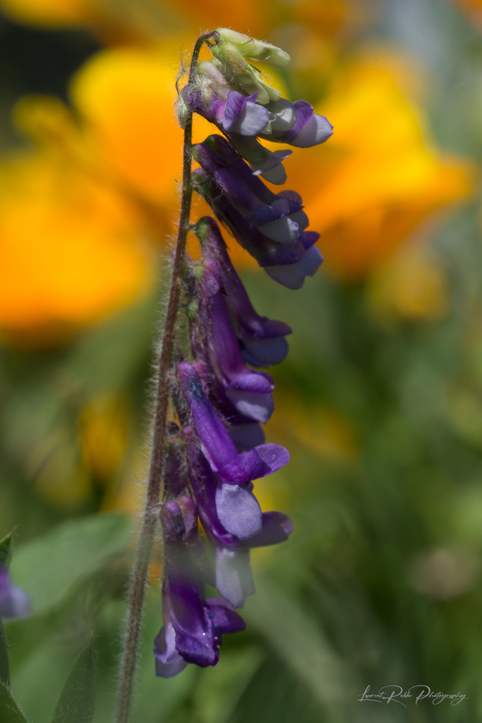 Vetches from 92000 Nanterre, France on June 1, 2019 at 03:07 PM by ...