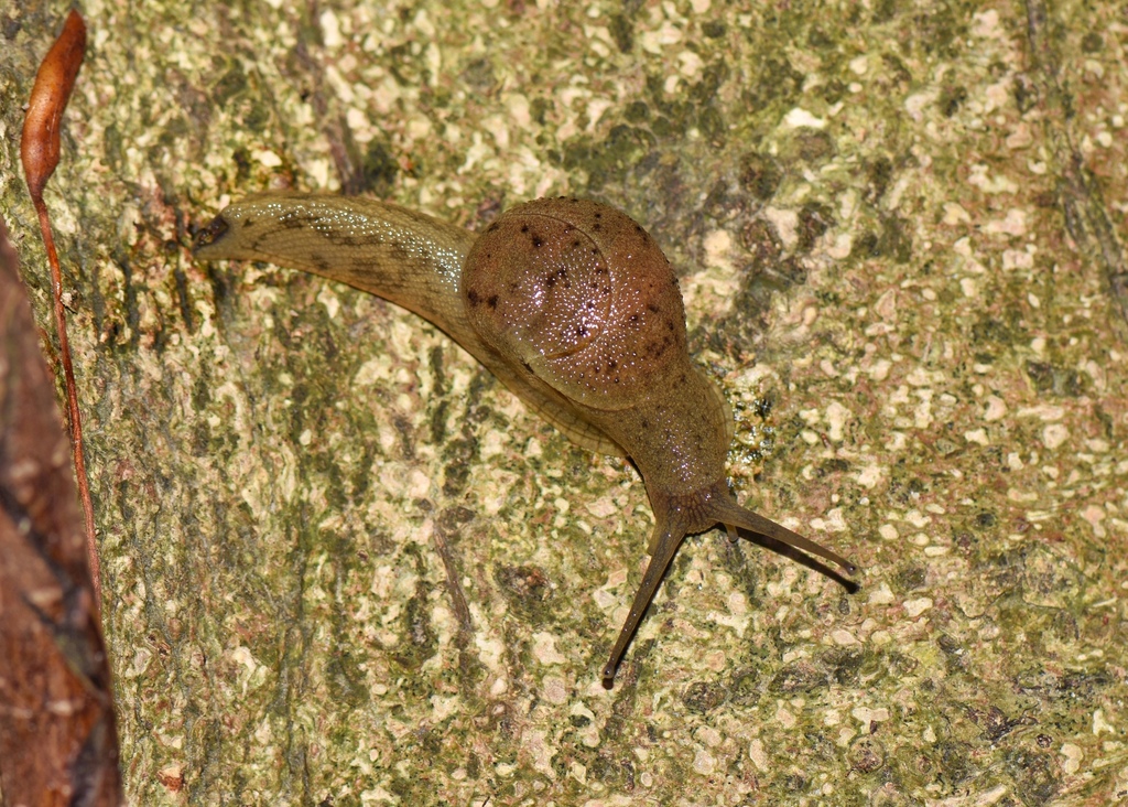 Arboreal Snail from 大溪路, 厦门市, 福建省, CN on June 28, 2019 at 08:34 PM by ...