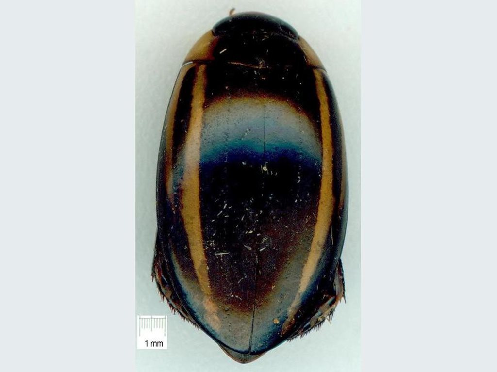 Hydaticus quadrivittatus Blanchard, 1843