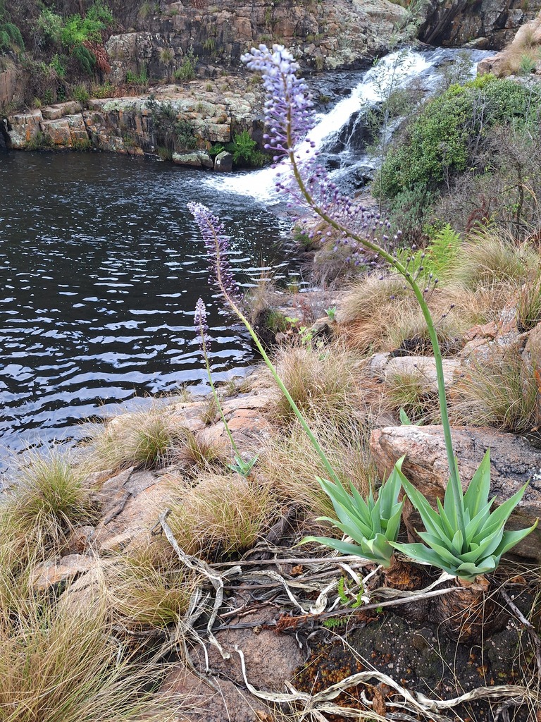 Blue Squill from Ehlanzeni District Municipality, South Africa on ...