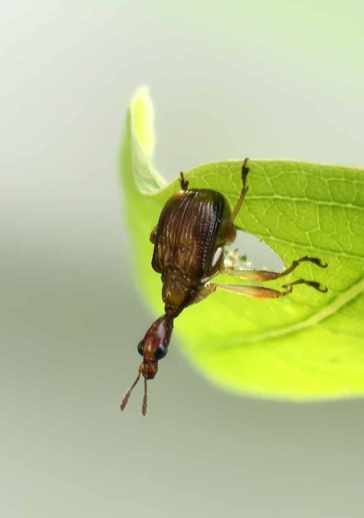 Leptapoderus from 42F6+2M9, Reliance Corporate Park, MIDC Industrial ...
