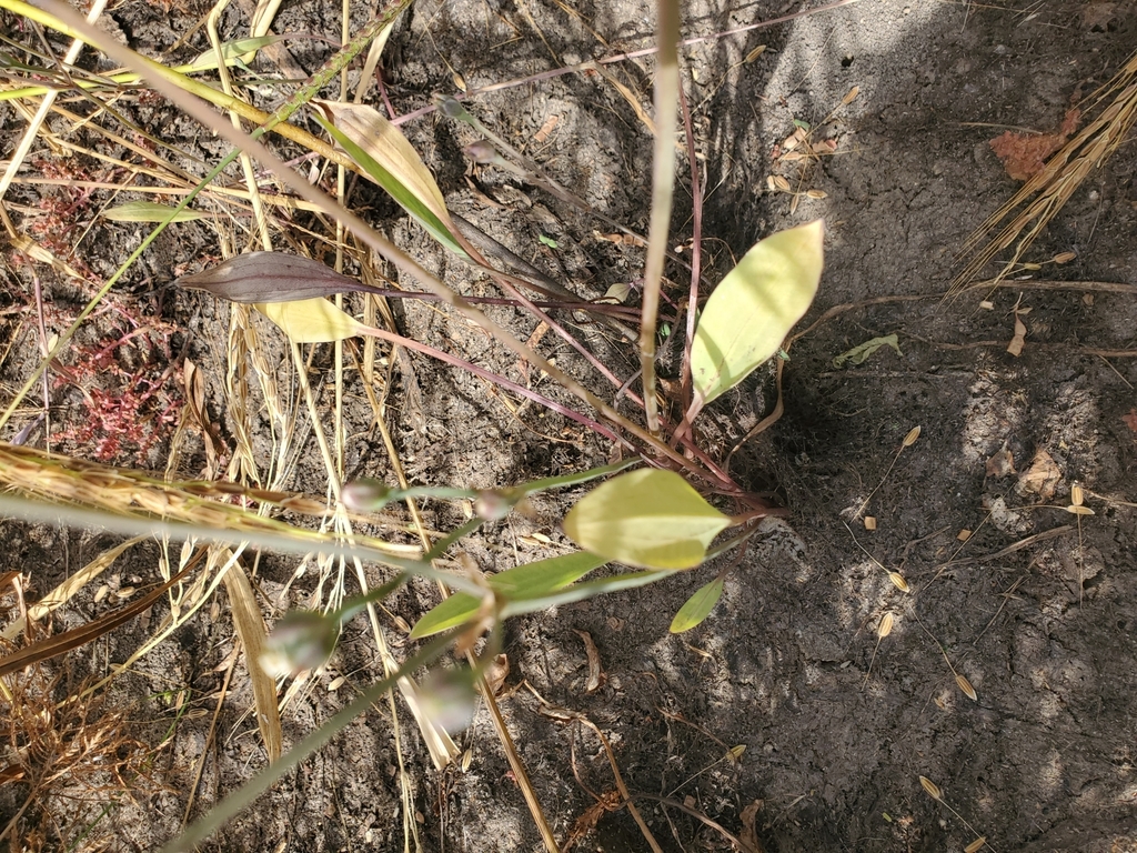Butomopsis latifolia from Bauchi, NG-BA, NG on November 18, 2024 at 10: ...