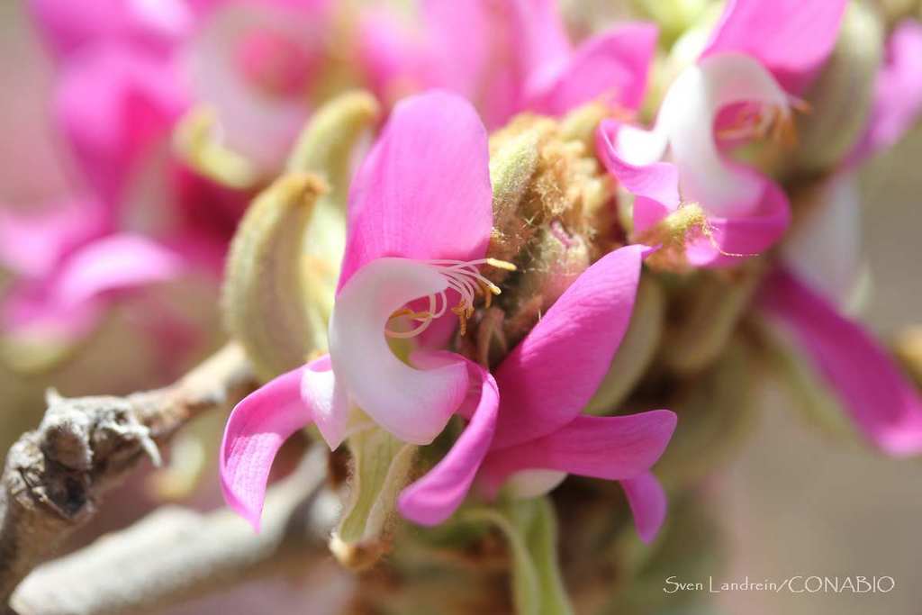 (Harpalyce mexicana) - Botanical Realm