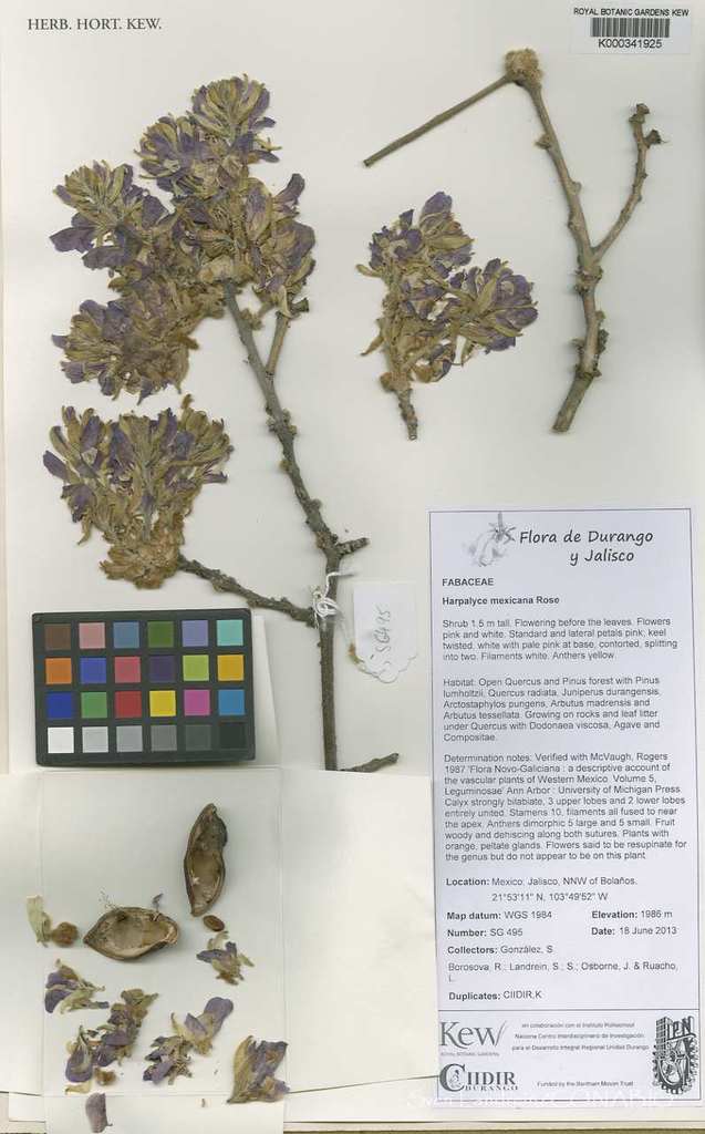 (Harpalyce mexicana) - Botanical Realm