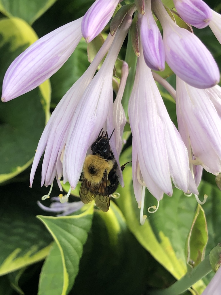 Bumble Bees from 515 Clark Ave, Ames, IA, US on July 13, 2019 at 07:05 ...
