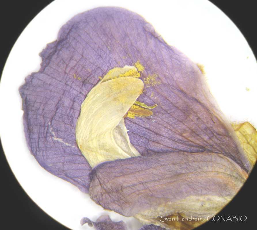 (Harpalyce mexicana) - Botanical Realm