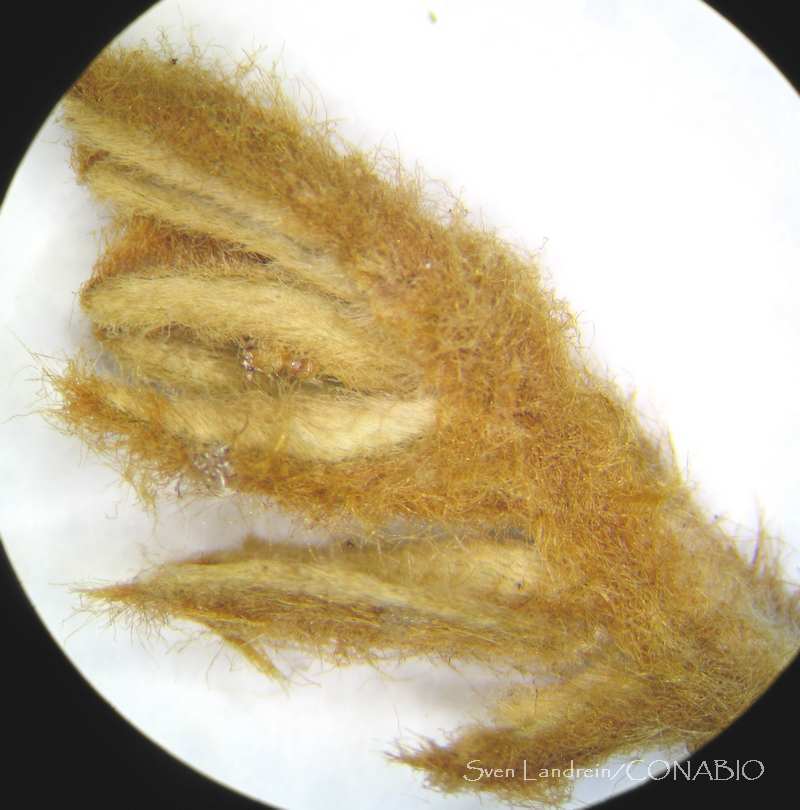 (Harpalyce mexicana) - Botanical Realm