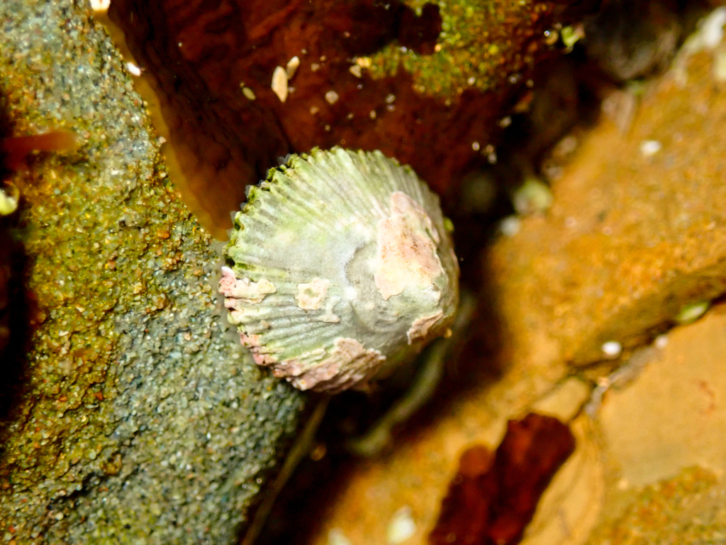 Cap-shaped False Limpet from Bateau Bay Beach, NSW, Australia on ...