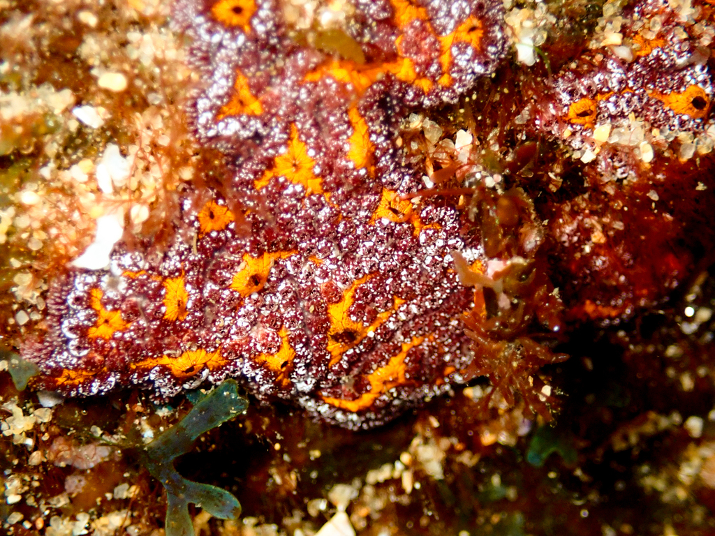 ladder ascidian from Bateau Bay Beach, NSW, Australia on November 18 ...