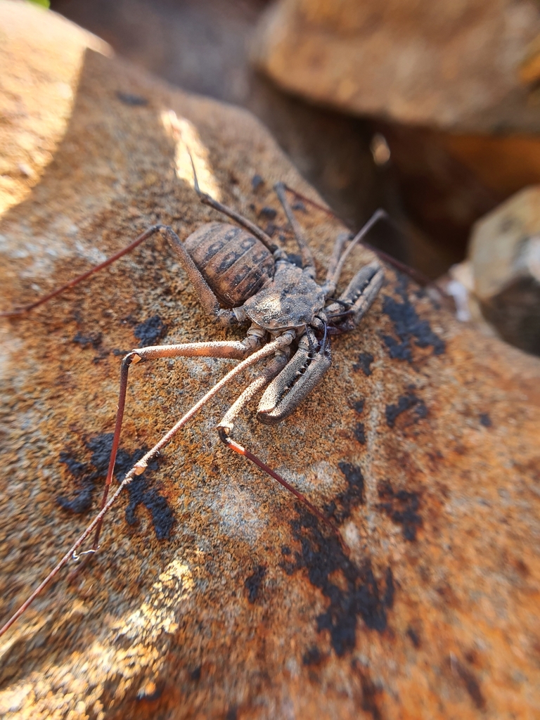 Damon desde Ladysmith, uMnambithi, 3370, South Africa el 18 de ...