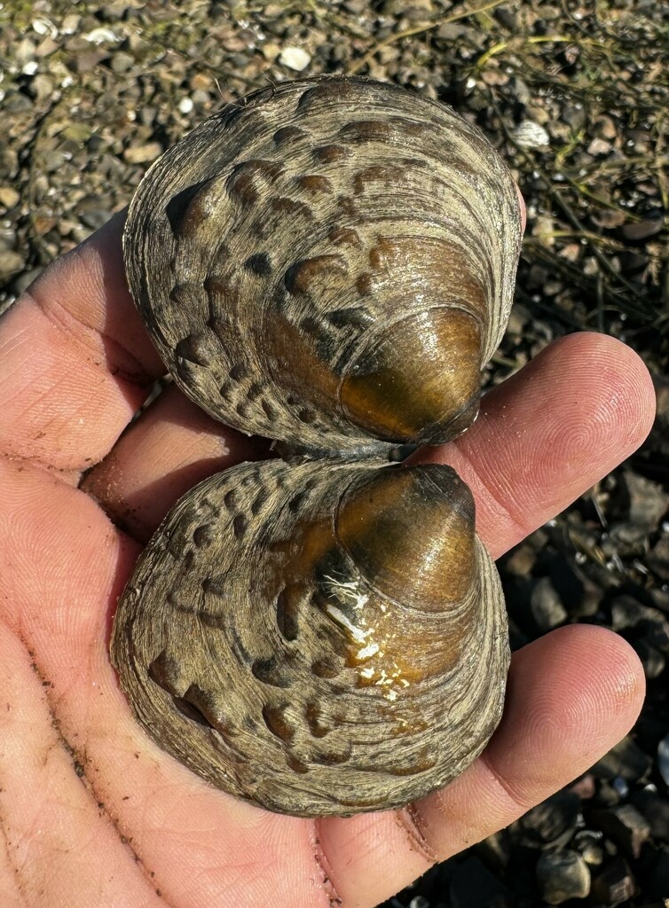 Pimpleback from Tennessee River, Decatur Harbor, Limestone County, AL ...