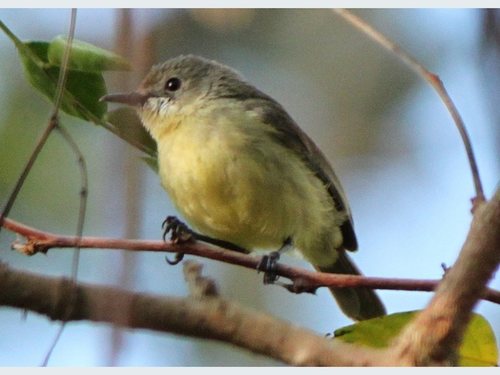 Southern Fairy Gerygone (Subspecies Gerygone palpebrosa flavida ...