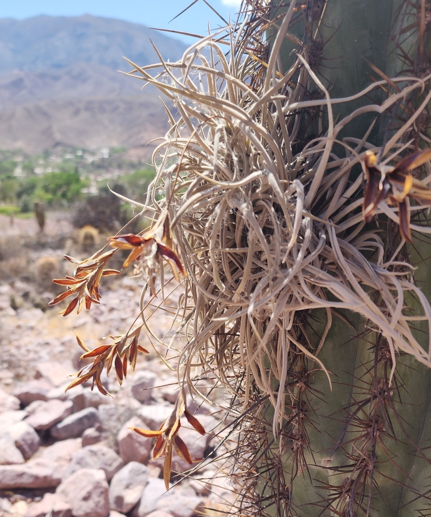 Tillandsia caliginosa from Tilcara, Jujuy, Argentina on October 19, 2024 at 03:11 PM by Marisel ...