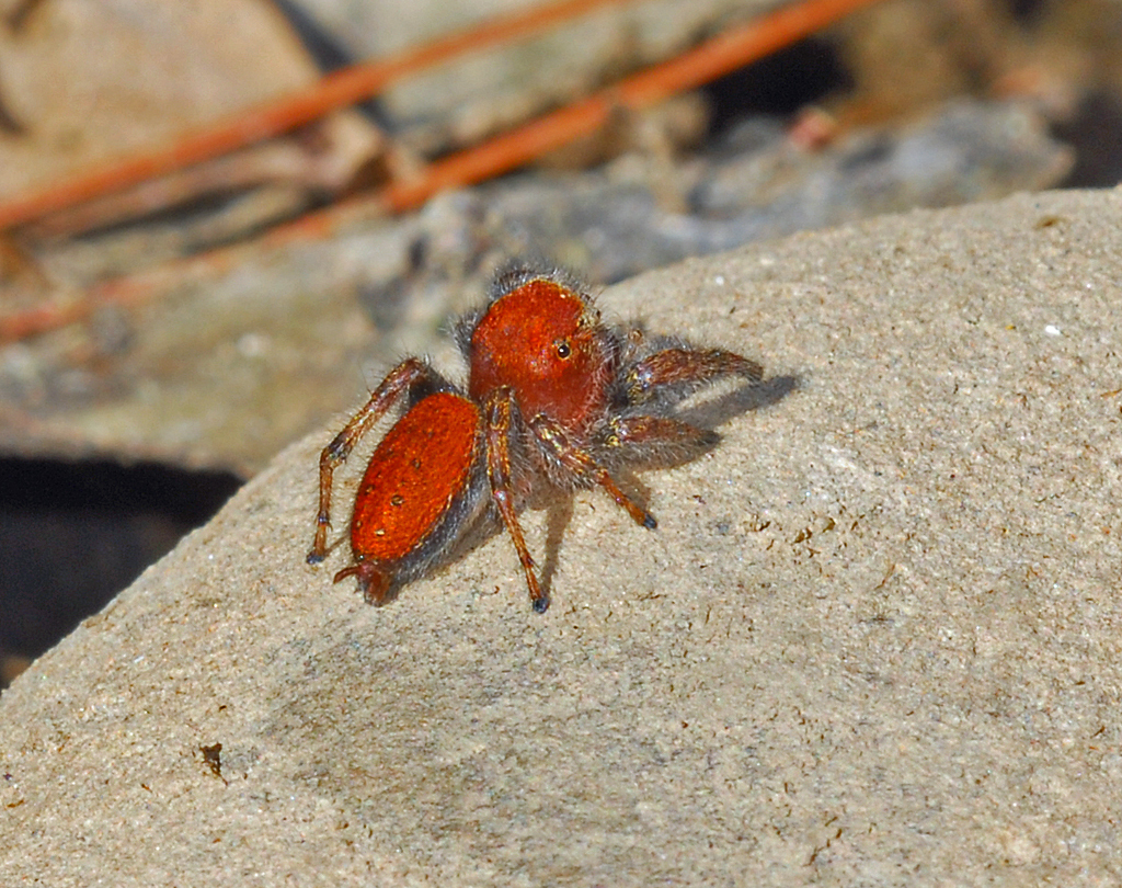 Cardinal Jumping Spider from Scott County, TN, USA on September 25 ...