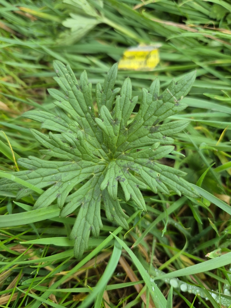 meadow buttercup from Abram, Wigan, UK on November 06, 2024 at 03:43 PM ...