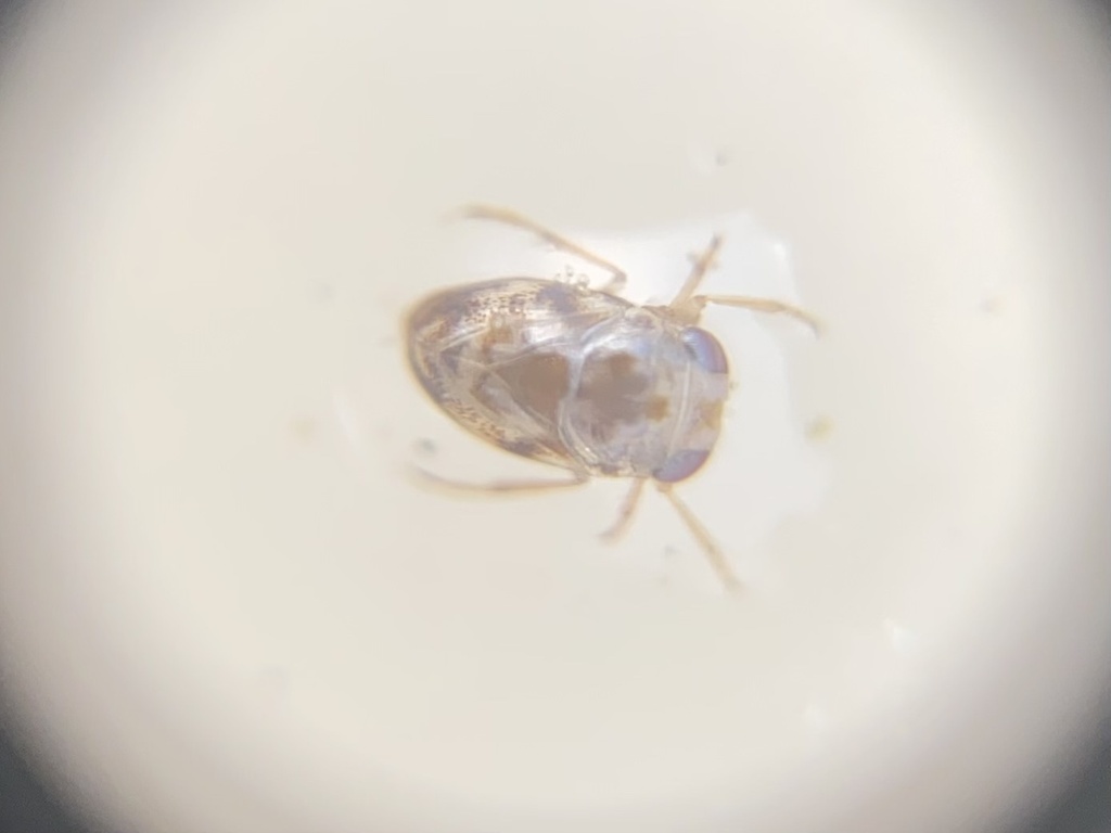 Neoplea from Autopista Ernesto Guevara, Rosario, Santa Fe, AR on ...