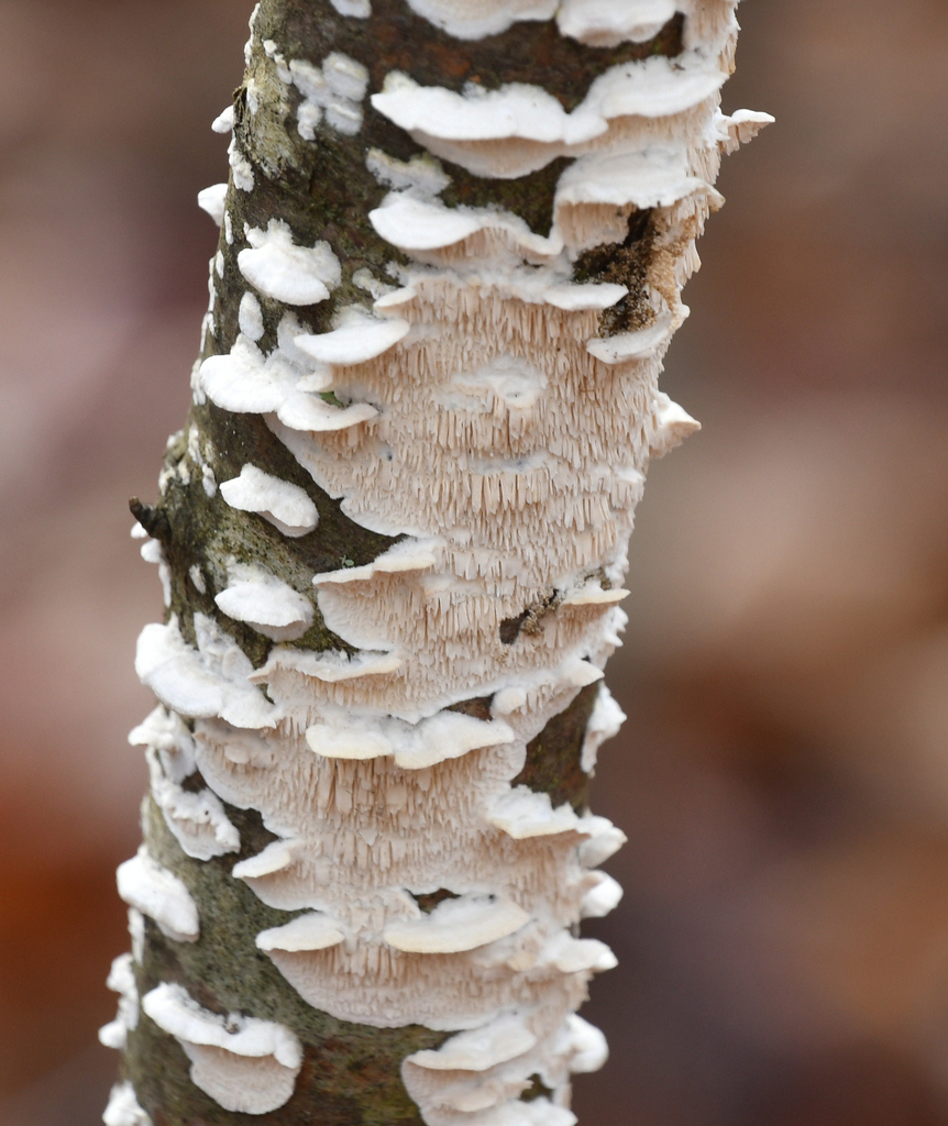 Milk-white Toothed Polypore from Randolph County, WV, USA on November ...