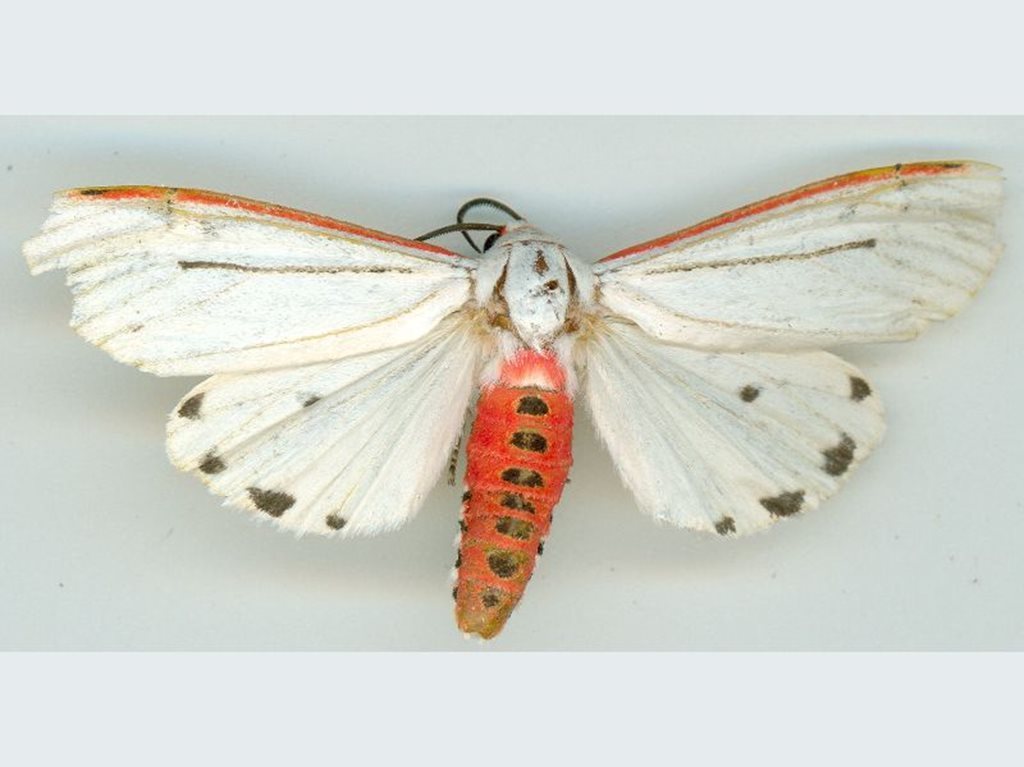 Donovan's Tiger Moth from LOT 1 Stock Route Alleyway, Hervey Range QLD ...