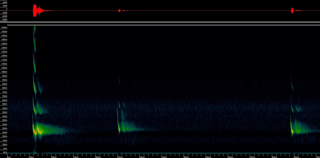 Common Noctule from 30110 Branoux-les-Taillades, France on November 8 ...