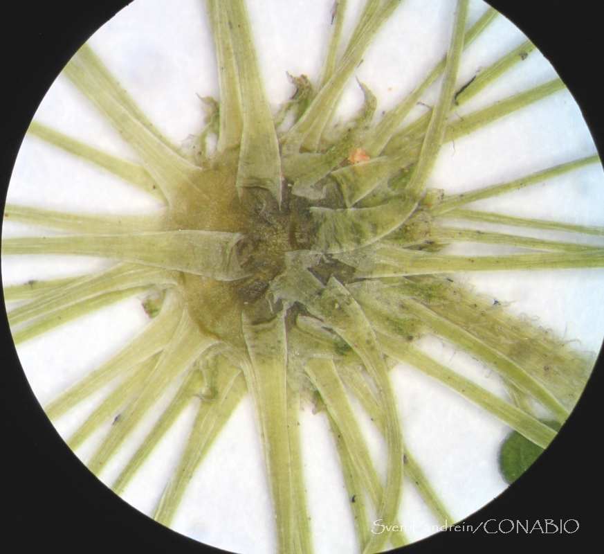 (Hydrocotyle mexicana) - Botanical Realm