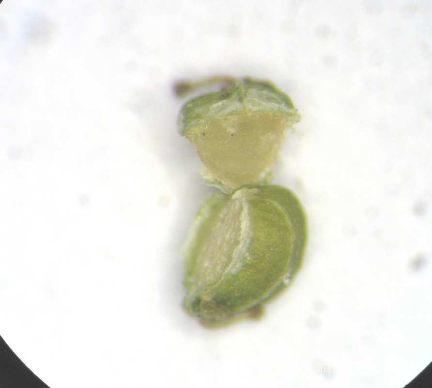 (Hydrocotyle mexicana) - Botanical Realm