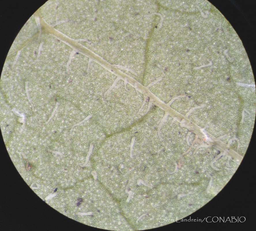 (Hydrocotyle mexicana) - Botanical Realm